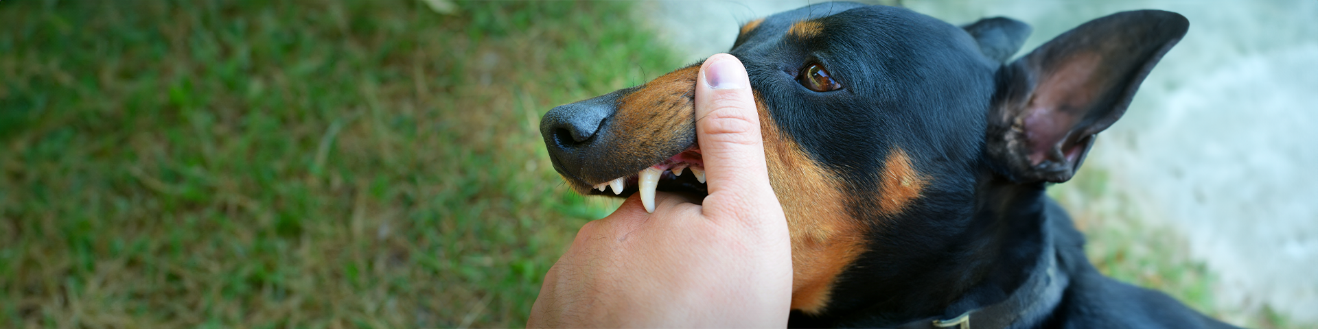 No More “One Free Bite”: A Landmark Shift in New York Dog Bite Law ...